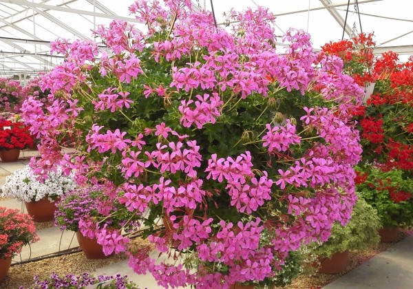 Pelargonium peltatum Decora Lila (XXL) | Jaunstādi | Onava.lv