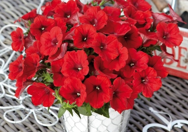 Petunia atkinsiana Surfinia Deep Red | Jaunstādi | Onava.lv
