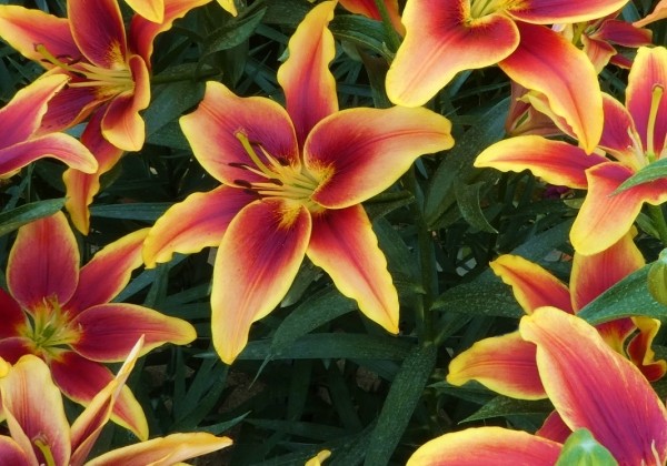Lilium AOA Avalon Sunset | Sīpolpuķes | Onava.lv