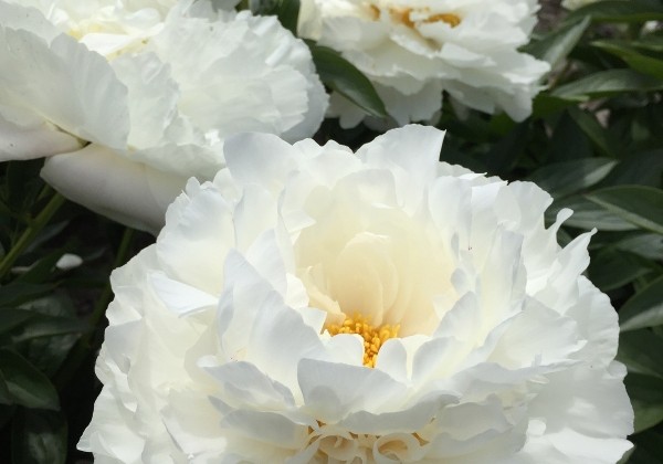 Paeonia lactiflora Snow Princess 3/5 | Sīpolpuķes | Onava.lv