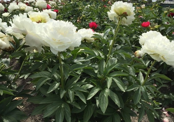 Paeonia lactiflora Snow Princess 3/5 | Sīpolpuķes | Onava.lv
