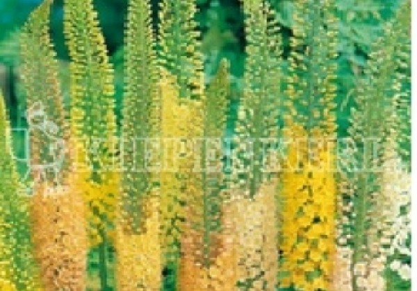 Eremurus Ruiter Hybriden | Sīpolpuķes | Onava.lv