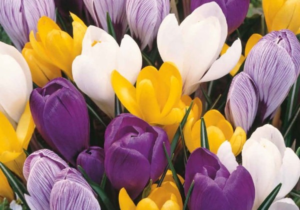 Crocus vernus Large Flowering Mix 7/8 | Sīpolpuķes | Onava.lv
