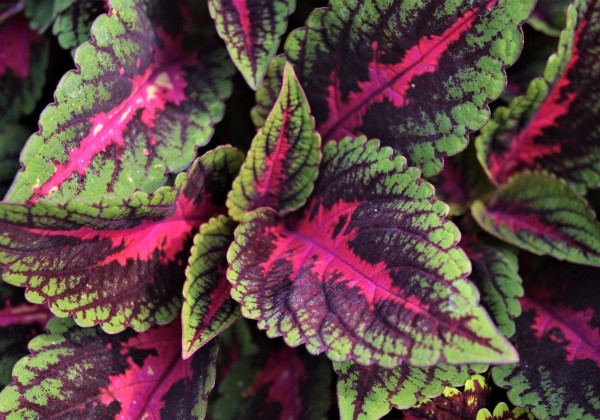 Coleus blumei Main Street Ruby Road | Jaunstādi | Onava.lv