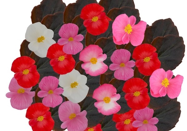 Begonia semperflorens Senator IQ Mix | Sēklas | Onava.lv