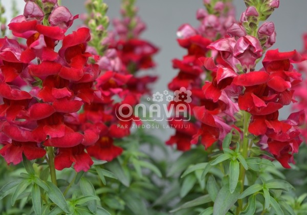 Antirrhinum majus nanum Sonnet Crimson | Sēklas | Onava.lv