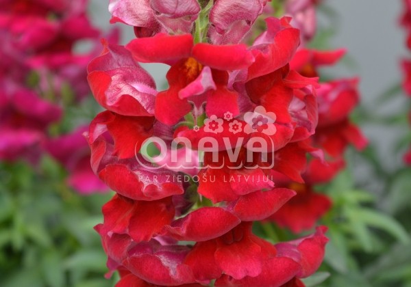 Antirrhinum majus nanum Sonnet Crimson | Sēklas | Onava.lv