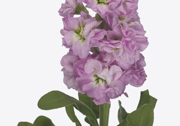 Matthiola incana Iron Pink | Sēklas | Onava.lv