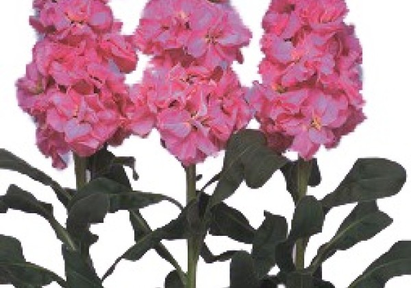Matthiola incana Iron Deep Pink | Sēklas | Onava.lv