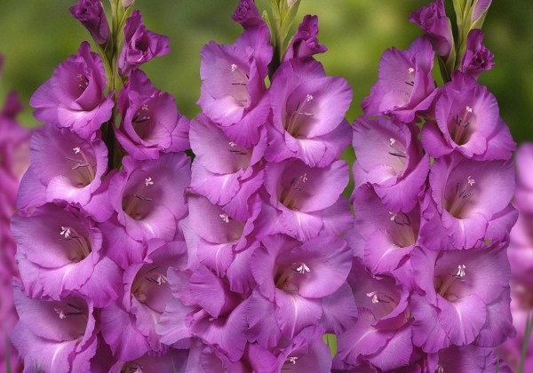Gladiolus Lennon | Sīpolpuķes | Onava.lv