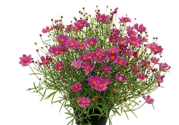 Coreopsis hybrida Pink Lady | Jaunstādi | Onava.lv
