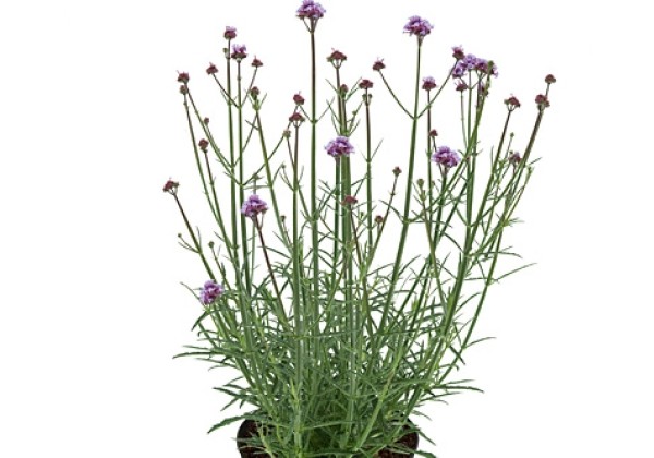 Verbena bonariensis Little Cloud | Jaunstādi | Onava.lv