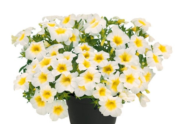 Calibrachoa hybrida Superbells Over Easy | Jaunstādi | Onava.lv