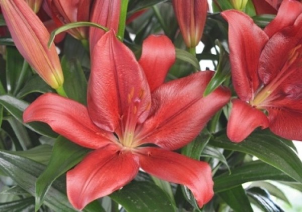 Lilium LA Forza Red | Sīpolpuķes | Onava.lv