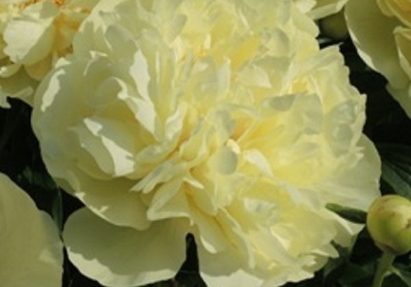 Paeonia hybride Seidl's Super 3/5 | Sīpolpuķes | Onava.lv