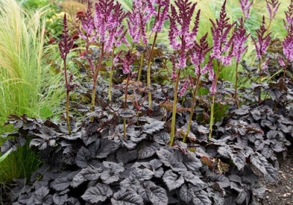 Astilbe arendsii Darkside of the Moon | Jaunstādi | Onava.lv