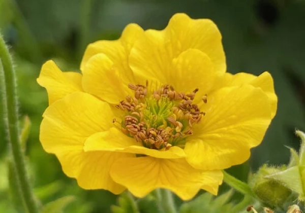 Geum Solar Tempest | Jaunstādi | Onava.lv