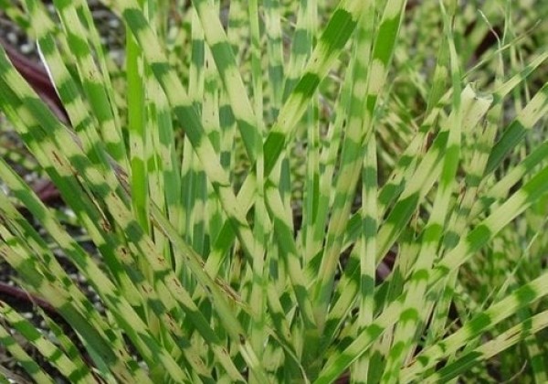 Miscanthus sinensis Gold Bar | Jaunstādi | Onava.lv