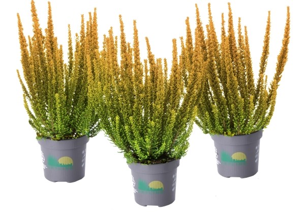 Calluna vulgaris Skyline Las Vegas (13 cm) | Jaunstādi | Onava.lv