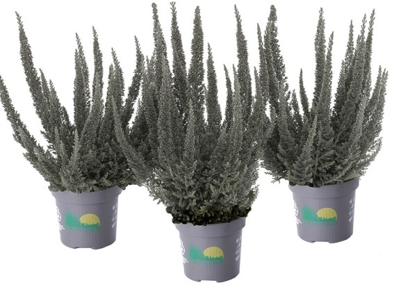 Calluna vulgaris Skyline Cologne (13 cm) | Jaunstādi | Onava.lv