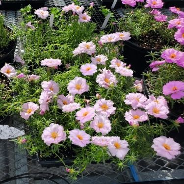 Portulaca grandiflora Sundial Peppermint | Sēklas | Onava.lv