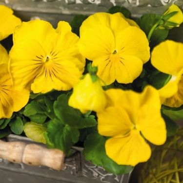 Viola wittrockiana Cool Wave Golden Yellow F1 | Sēklas | Onava.lv