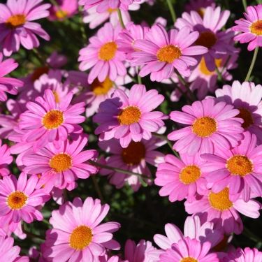 Argyranthemum frutescens Aramis Lemon & Pink | Jaunstādi | Onava.lv