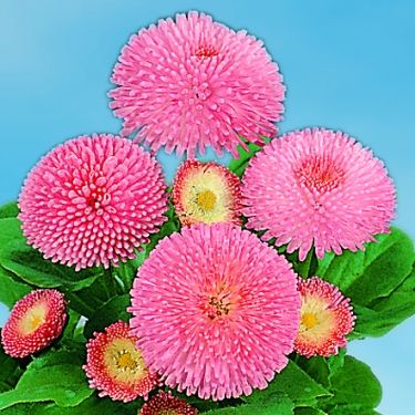 Bellis perennis Tasso Deep Rose | Sēklas | Onava.lv