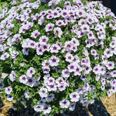 Calibrachoa hybrida Superbells Over Easy | Jaunstādi | Onava.lv