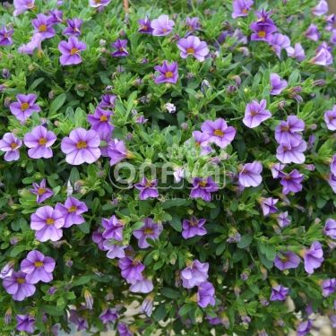 Calibrachoa hybrida Calita Compact Blue Star | Jaunstādi | Onava.lv