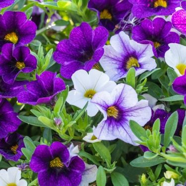 Calibrachoa hybrida Calita Compact Trio Gold-Rose-Dark Blue | Jaunstādi ...