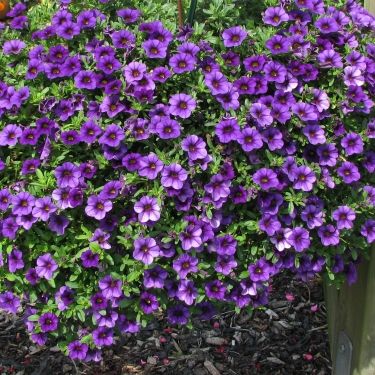 Calibrachoa hybrida Calita Compact Blue Star | Jaunstādi | Onava.lv