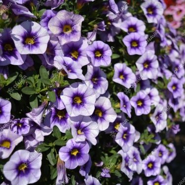 Calibrachoa hybrida Tik Tok Blue | Jaunstādi | Onava.lv