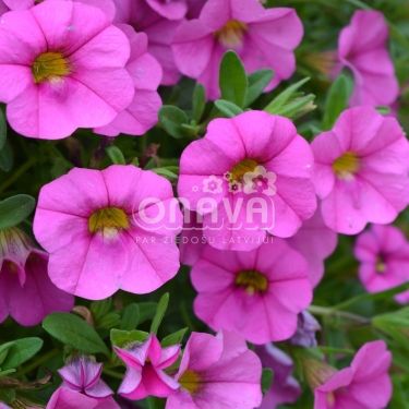 Calibrachoa hybrida Tik Tok Rose 2023 | Jaunstādi | Onava.lv
