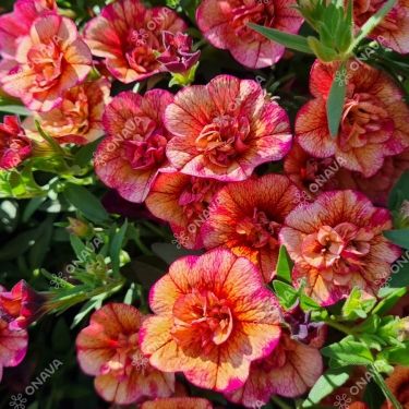 Calibrachoa hybrida Calita Double Red | Jaunstādi | Onava.lv