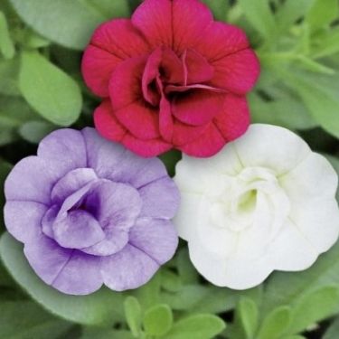 Calibrachoa hybrida Calita Double Trio Blue-Sky Blue-Snow | Jaunstādi ...