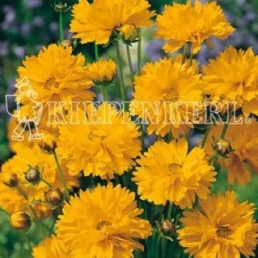 Coreopsis grandiflora Presto | Sēklas | Onava.lv