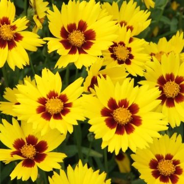Coreopsis grandiflora Double the Sun | Sēklas | Onava.lv