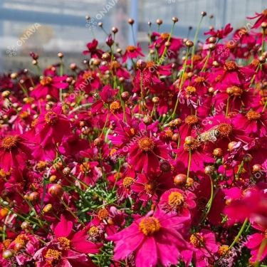 Coreopsis verticillata Sunstar Rose | Jaunstādi | Onava.lv