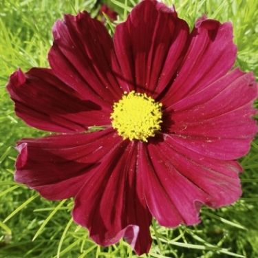 Cosmos bipinnatus Cosmini Carmine | Sēklas | Onava.lv