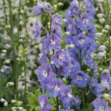 Delphinium cultorum Magic Fountains Dark Blue / White Bee | Jaunstādi | Onava.lv