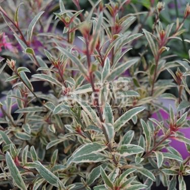 Gaura lindheimeri Gambit Rose | Jaunstādi | Onava.lv