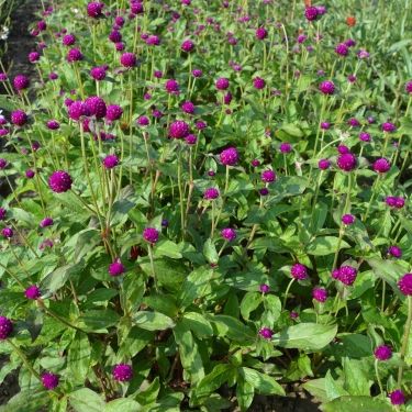 Gomphrena globosa Buddy Purple | Sēklas | Onava.lv