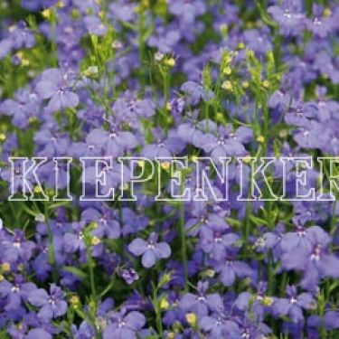 Lobelia erinus Riviera Marine Blue | Jaunstādi | Onava.lv