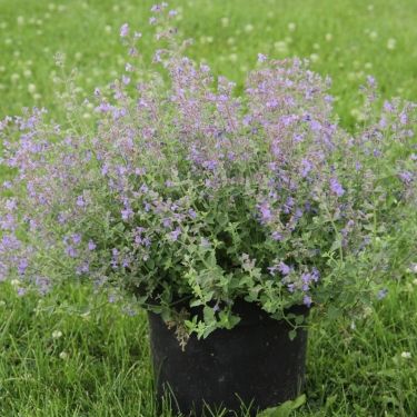 Nepeta faassenii Baby Cat | Jaunstādi | Onava.lv