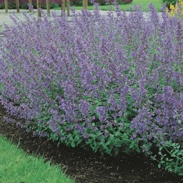 Nepeta faassenii Kit Kat | Jaunstādi | Onava.lv