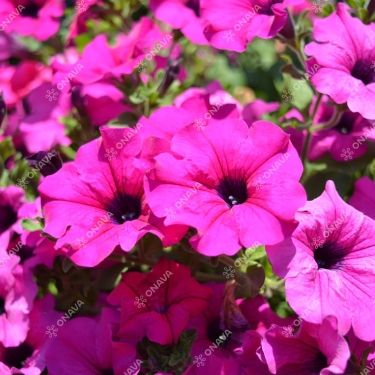 Petunia atkinsiana Sweetunia Neon | Jaunstādi | Onava.lv