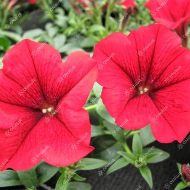 Petunia atkinsiana Fortado Special Burgundy Bicolor | Jaunstādi | Onava.lv