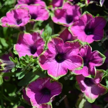 Petunia atkinsiana Surfinia Purple | Jaunstādi | Onava.lv