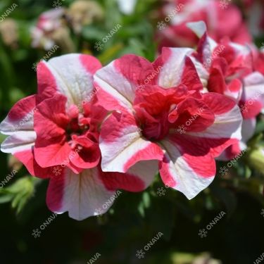 Petunia atkinsiana Tumbelina Anna | Jaunstādi | Onava.lv